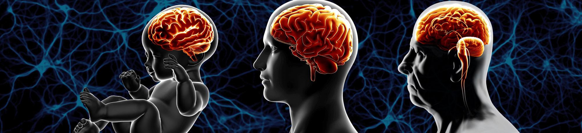 Brain Health Across Lifespan | Neurodevelopmental Disorder Prevention ... Brain Health Across Lifespan | Neurodevelopmental Disorder Prevention ...